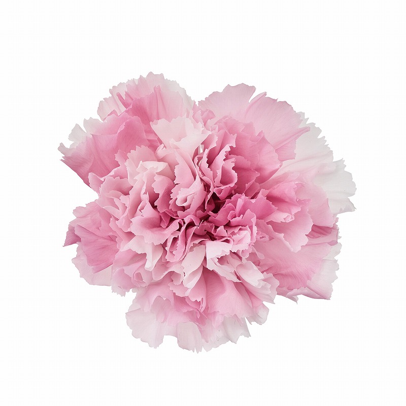 【2025SS新作】カーネーション・スフレ 1BOX（8輪入り） DO002182-190 | 卸売・ 問屋・仕入れの専門サイト【NETSEA】