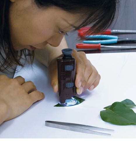 ポケット顕微鏡 LP-33G | 卸売・ 問屋・仕入れの専門サイト【NETSEA】