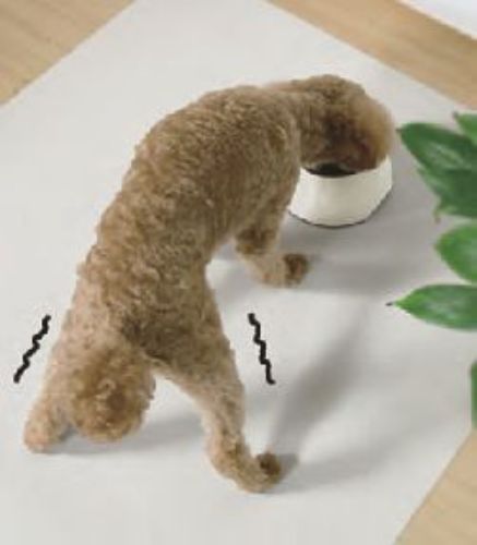 日本製 made ion japan ペット用ふんばりシート57×60cm DGFM-001 | 卸売・ 問屋・仕入れの専門サイト【NETSEA】