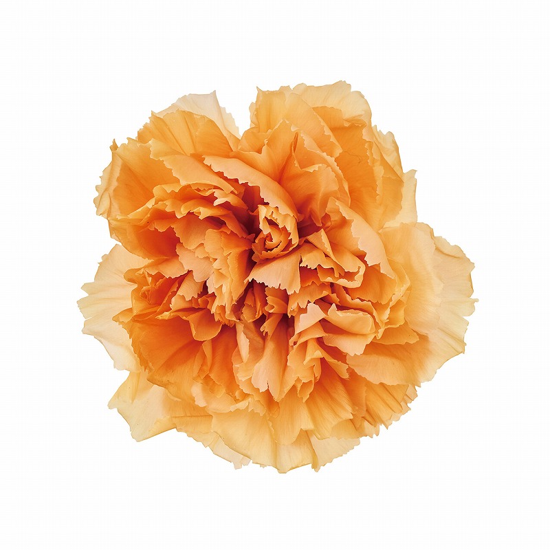 【2025SS新作】カーネーション・スフレ 1BOX（8輪入り） DO002182-350 | 卸売・ 問屋・仕入れの専門サイト【NETSEA】