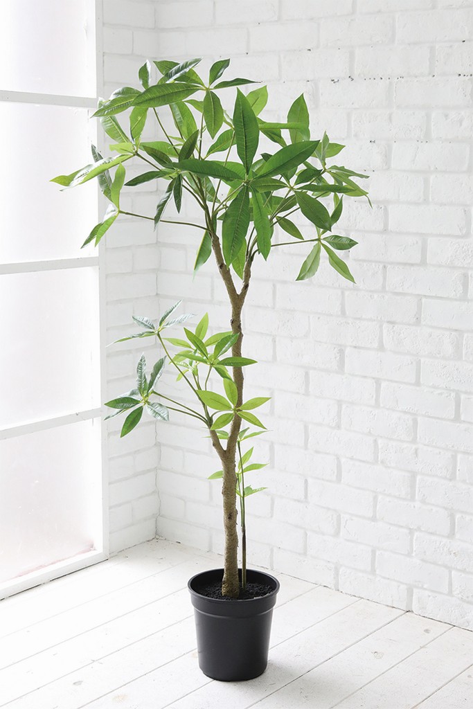 CVG：パキラ 株式会社 NKT | 卸売・ 問屋・仕入れの専門サイト【NETSEA】