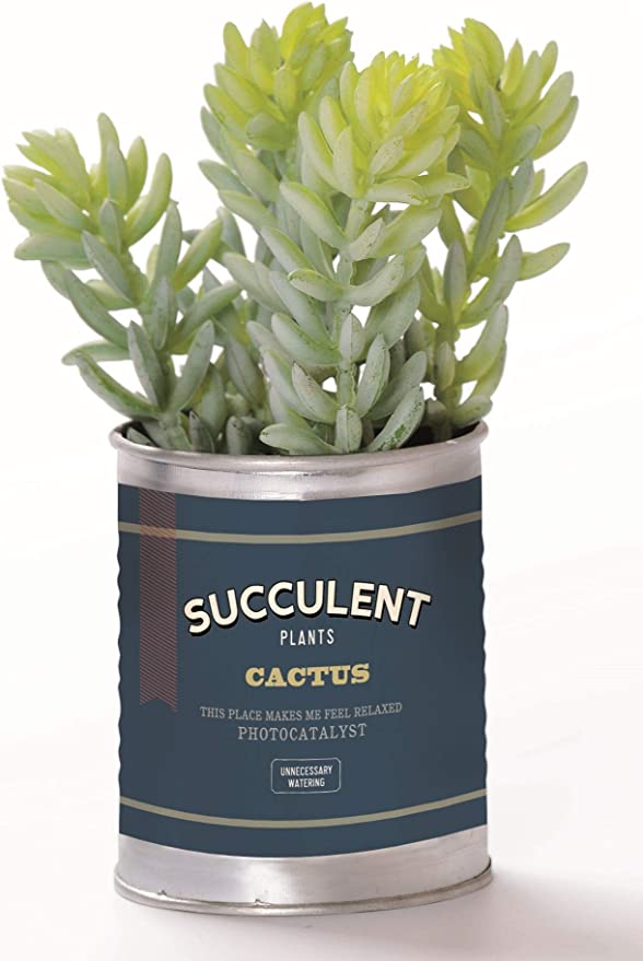 163305 TINサキュレント セダム 雑貨のFULTAC（フルタック） 問屋・仕入れ・卸・卸売の専門【仕入れならNETSEA】